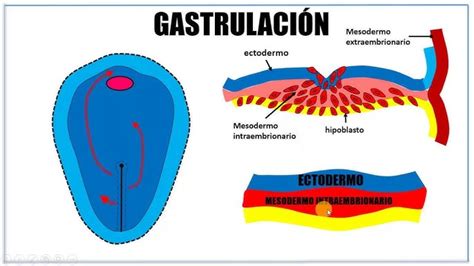 Epiblasto Ectodermo Terceira Semana Do Desenvolvimento Embrionário