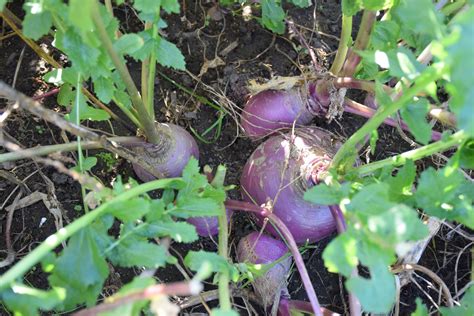 Purple Top Turnips For Food Plots Tools And Guides Deer Creek Seed