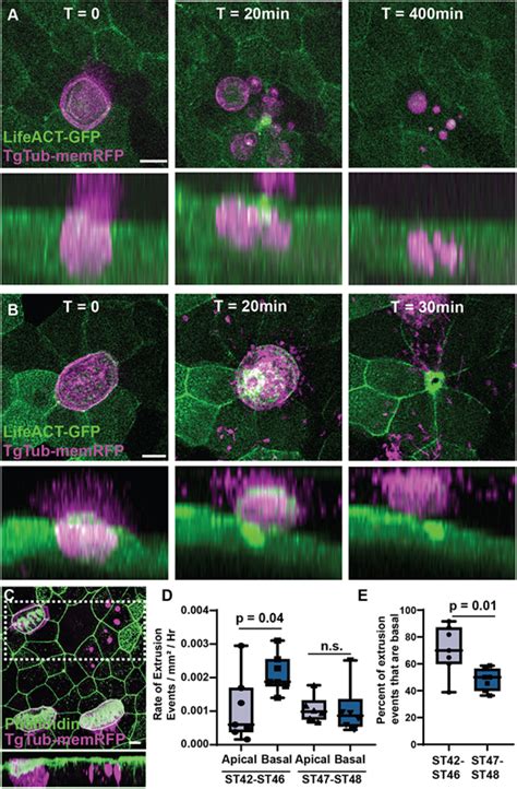Bidirectional Multiciliated Cell Extrusion Is Controlled By Notch Driven Basal Extrusion And