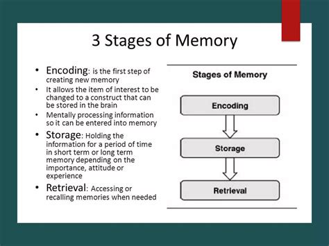 Memory And Forgetting In Psychology Pdf