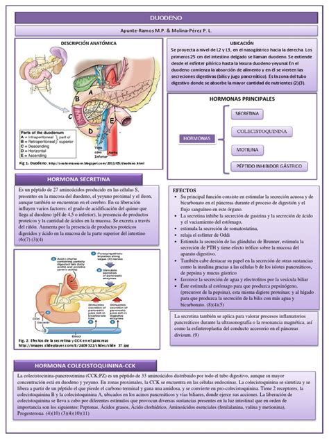 Funciones De La Colecistoquinina Y Secretina Pdf Sistema Digestivo