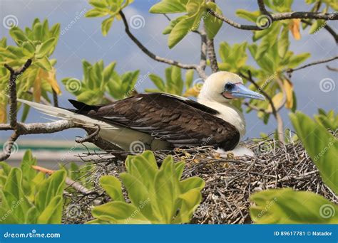 Red Footed Booby Bird With A Chick In The Nest Stock Image Image Of