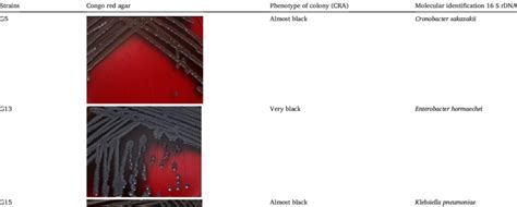 Phenotypic Characterization Of Cronobacter Sakazakii G5 Enterobacter Download Scientific