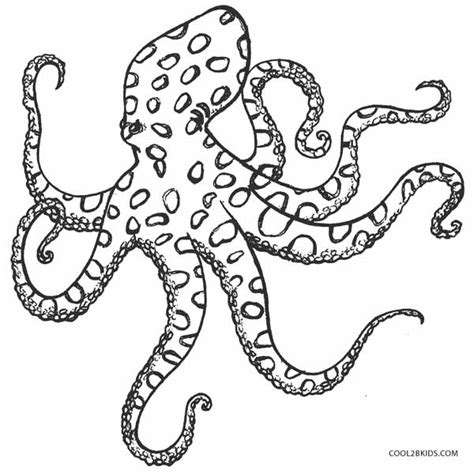 Realistic Octopus Drawing At Getdrawings Free Download