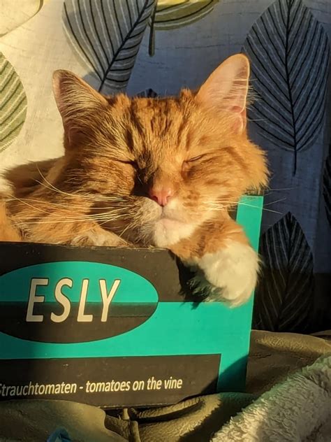 Ginge In His Favourite Box On Top Of A Warm Radiator With A Full Belly And The Late Evening