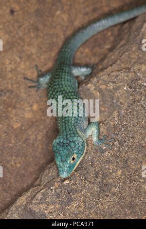 The Mexican Alligator Lizard Abronia Graminea Is An Endangered