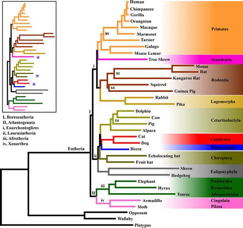 Xenarthra Phylogeny