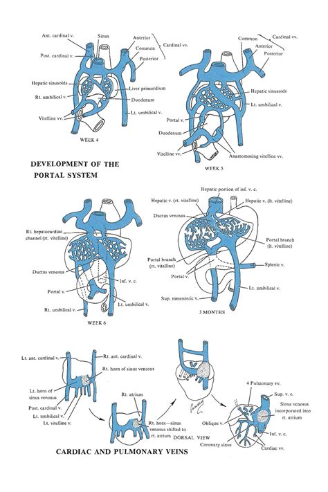 4 Pulmonary Veins