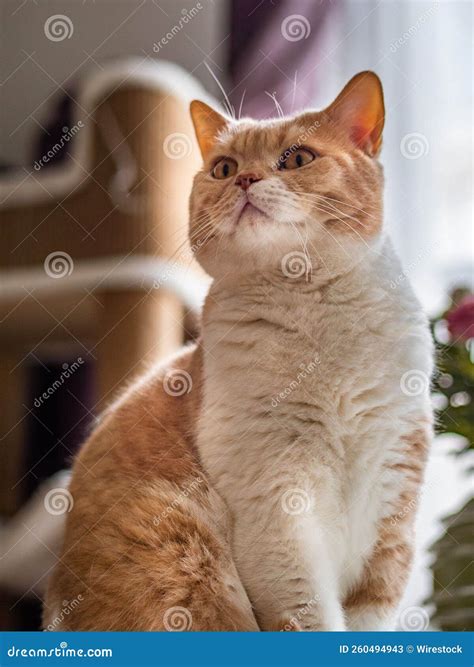 Vertical Shot Of The Cute Ginger British Shorthair Cat Sitting And