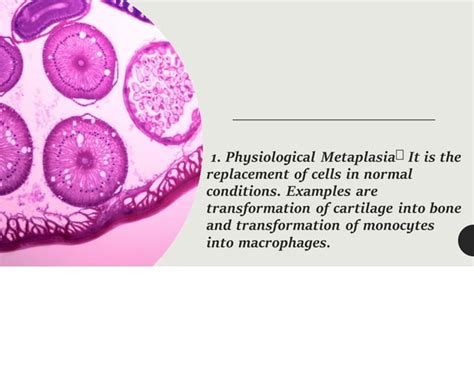 Cell Adaptation Physiology And Pathology Pdf