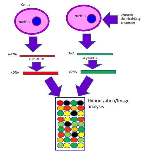 34 Different Cytotoxicity Assays Chemistry Libretexts
