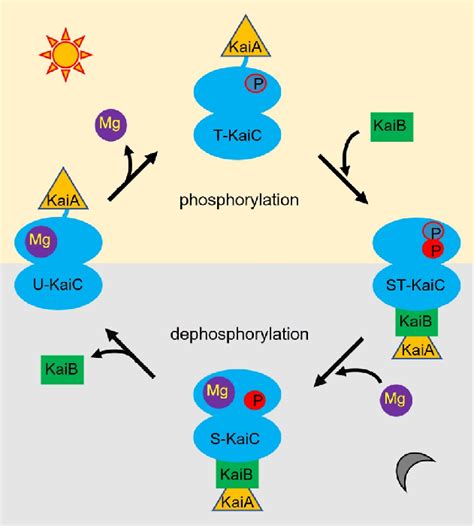 Oscillating Phosphoryl Transfer Reaction Of The Circadian Oscillator Download Scientific