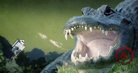 American Alligator Attacks