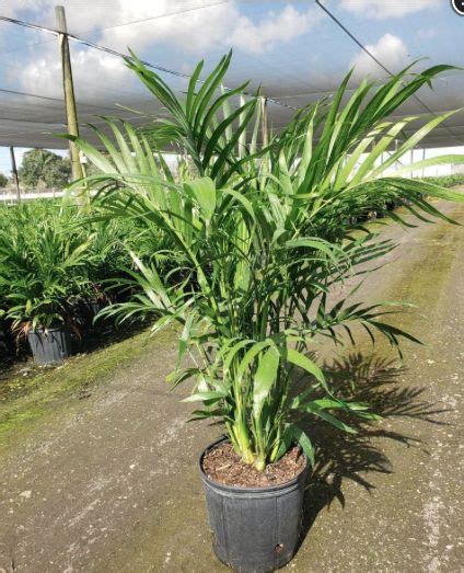 Cat Palm Chamaedorea Cataractarum Tropical Landscape Design