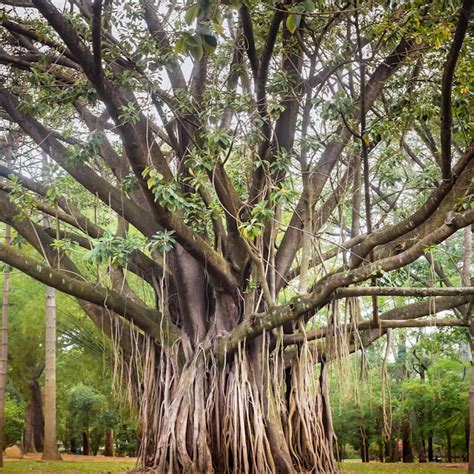 The Origins Of Rubber Trees From The Amazon To The World