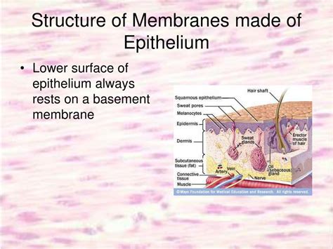 Ppt Tissues Powerpoint Presentation Free Download Id773686