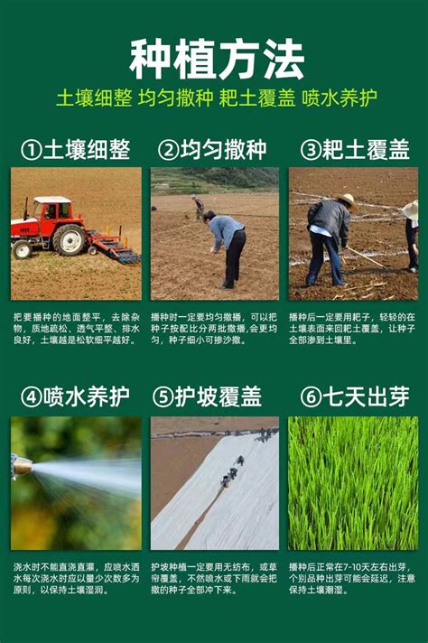 批发无芒雀麦种子无芒雀麦草籽牧草种子雀麦草防风固沙复绿草籽 阿里巴巴