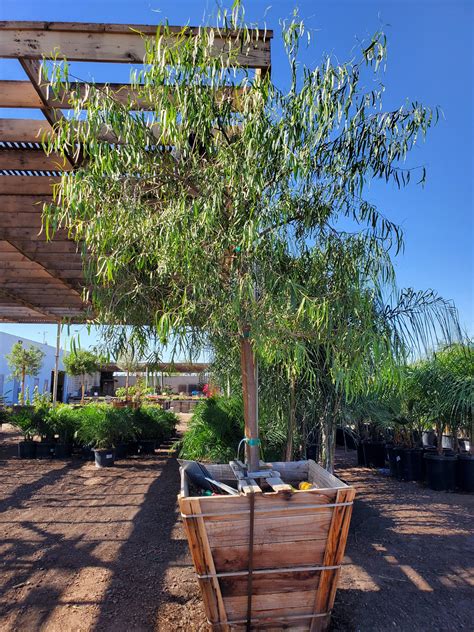 Australian Willow Geijera Parviflora Treeland Nurseries