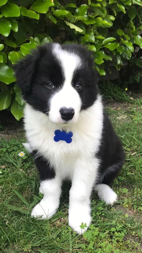 A Glimpse Into Puppy Perfection Dogs Animals Animals Dogs Really Cute