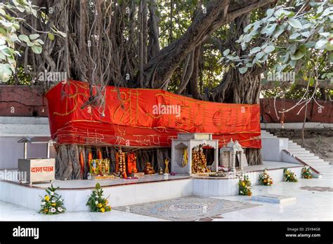 Sacred Fig Tree Or Hindu Holy Akshayavat Temple At Morning Image Is Taken At Sri Akshayavat