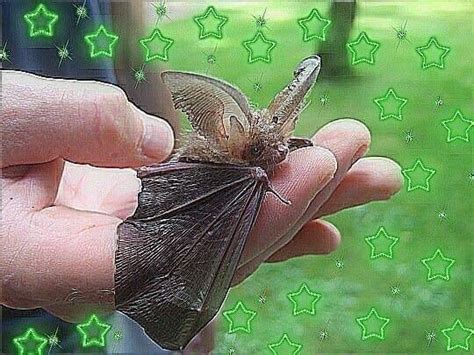 I Found Some Old Candy Batz Art Rspookymonth