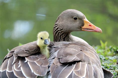 Wildlife Explained A Wild Journey Through Our Planet