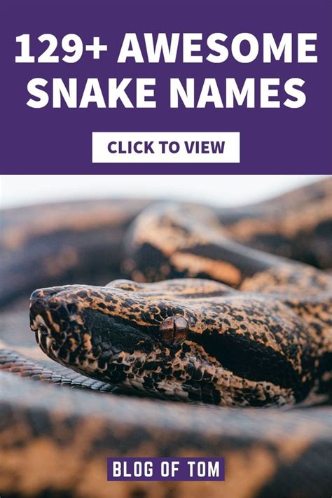 129+ AWESOME SNAKE NAMES | Snake names, Pet snake, Snake