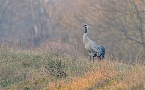 Kranich Forum Für Naturfotografen