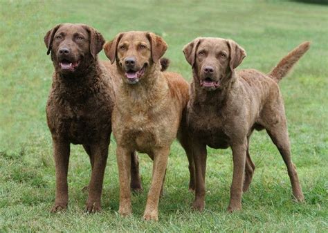 Chesapeake Bay Retriever All 3 Colors Chocolate Dead Grass Sedge Chesapeake Bay Retriever