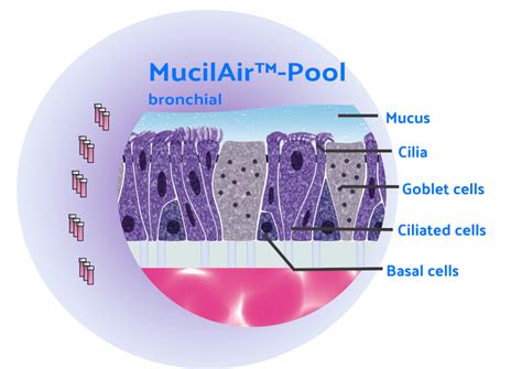 Goblet Cells Diagram