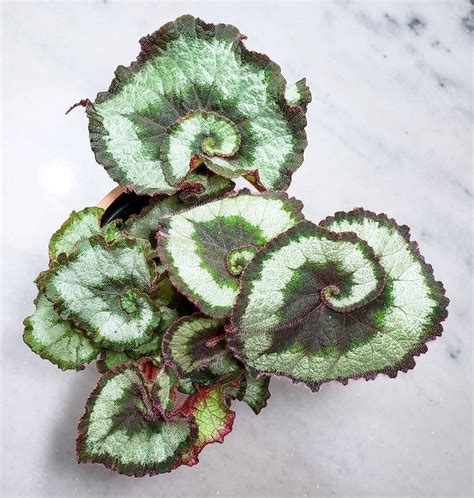 A Guide To Indoor Begonia Plants Types And Varieties Houseplant Alley