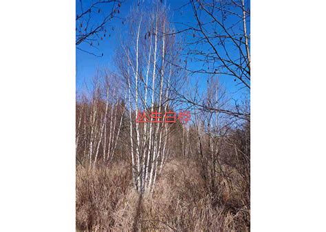 泰来县鑫盛苗圃