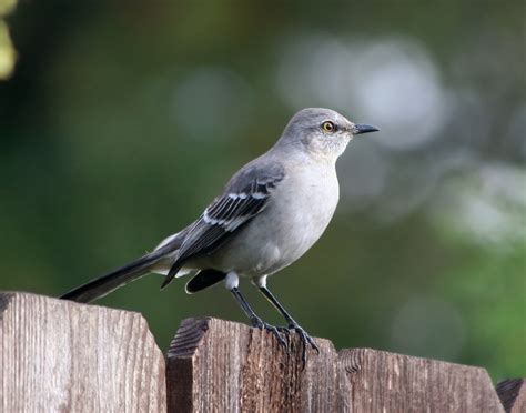 Bird List Pictures And Information