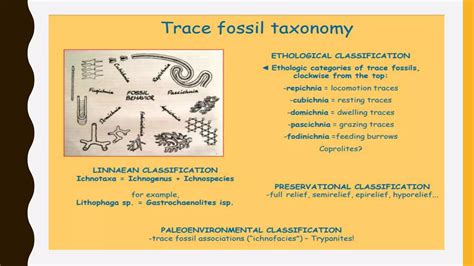 Ichnologyclassification And Significance Of Trace Fossil Pptx