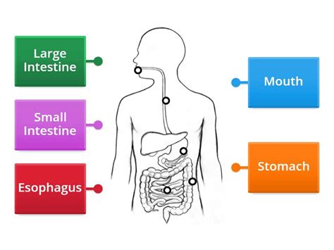 Digestive System Grade 3 Labelled Diagram