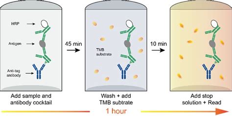 Mouse Ifn γ Onestep Elisa Kits0c3035斯达特公司官网