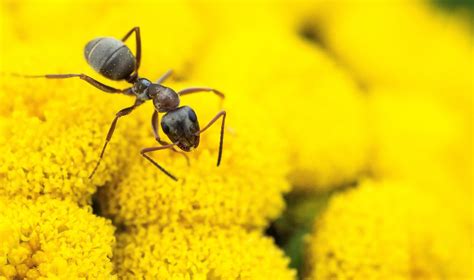 Ant Wallpapers Top Free Ant Backgrounds Wallpaperaccess