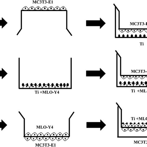 Schematic Diagram Showing Seeding Of The Two Cell Types In The