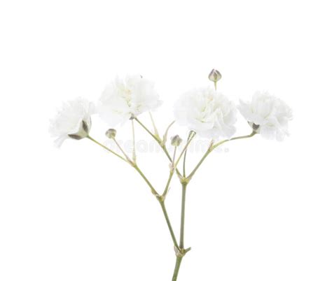 Small Twig With Tiny White Flowers Of Gypsophila Isolated On White