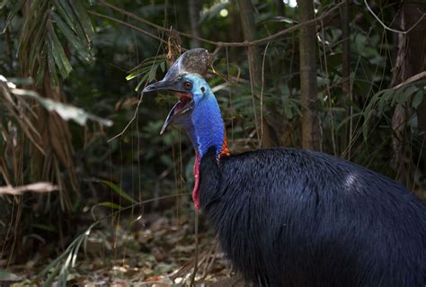 Examples Of Flightless Birds