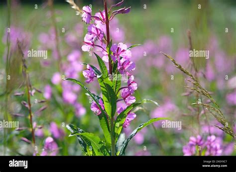 Flowering Rosebay Willow Herb Plant In Countryside Norfolk England