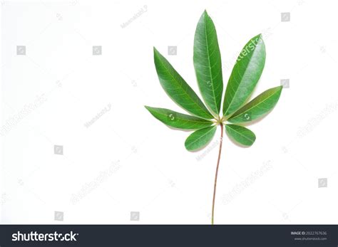 Palmately Compound Leaf