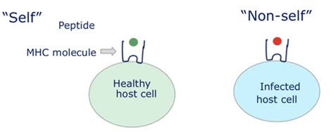 Lymphocyte Maturation Flashcards Quizlet