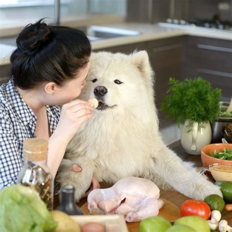 Für Hunde Kochen Gratis Rezepte Luckychef