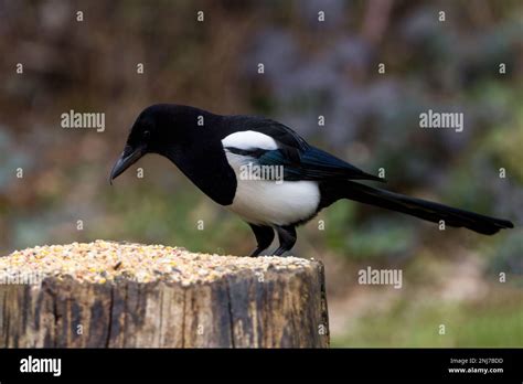 Magpie Pica Pica Pied Black With White Belly Flanks And Wing Bar Dark