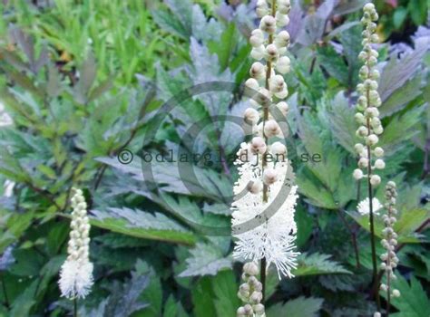 Köp Spjutsilverax Actaea Cordifolia Odlarglädjens Plantskola