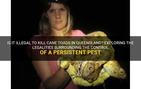 Is It Illegal To Kill Cane Toads In Queensland Exploring The