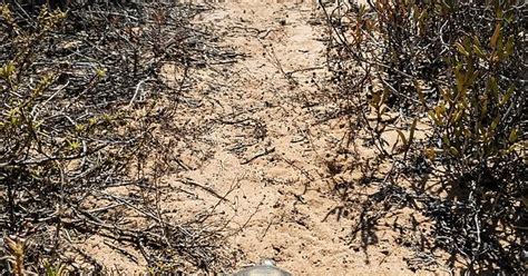 Angulate Tortoise Chersina Angulata Album On Imgur