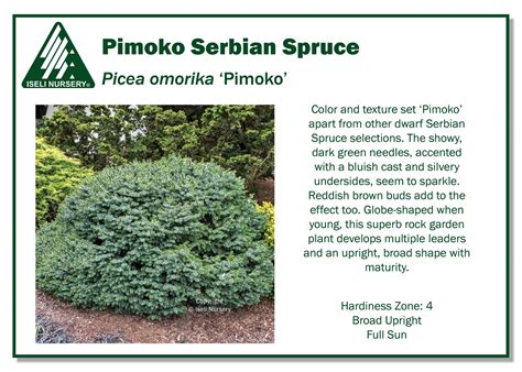 Nana Dwarf Serbian Spruce Serbian Spruce Picea Omorika Nana In The