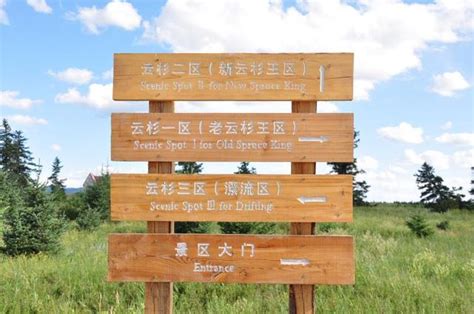 全世界仅存的沙地云杉林，不可不看的亮丽风景 每日头条